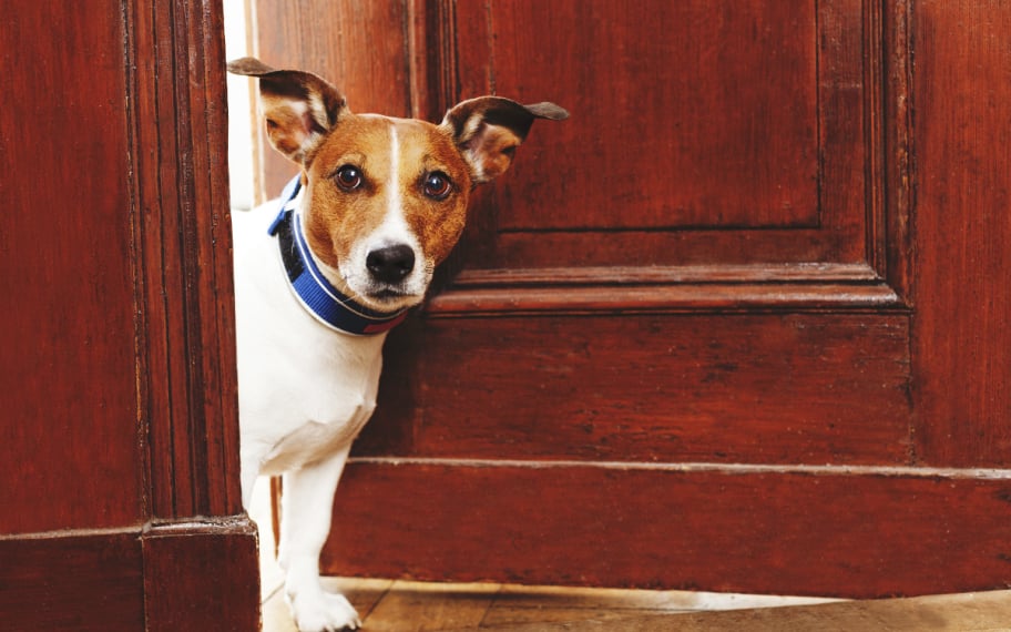 John McAfee Loses His Dogs in Dominican Detention, Threatens ‘to Ensure ...