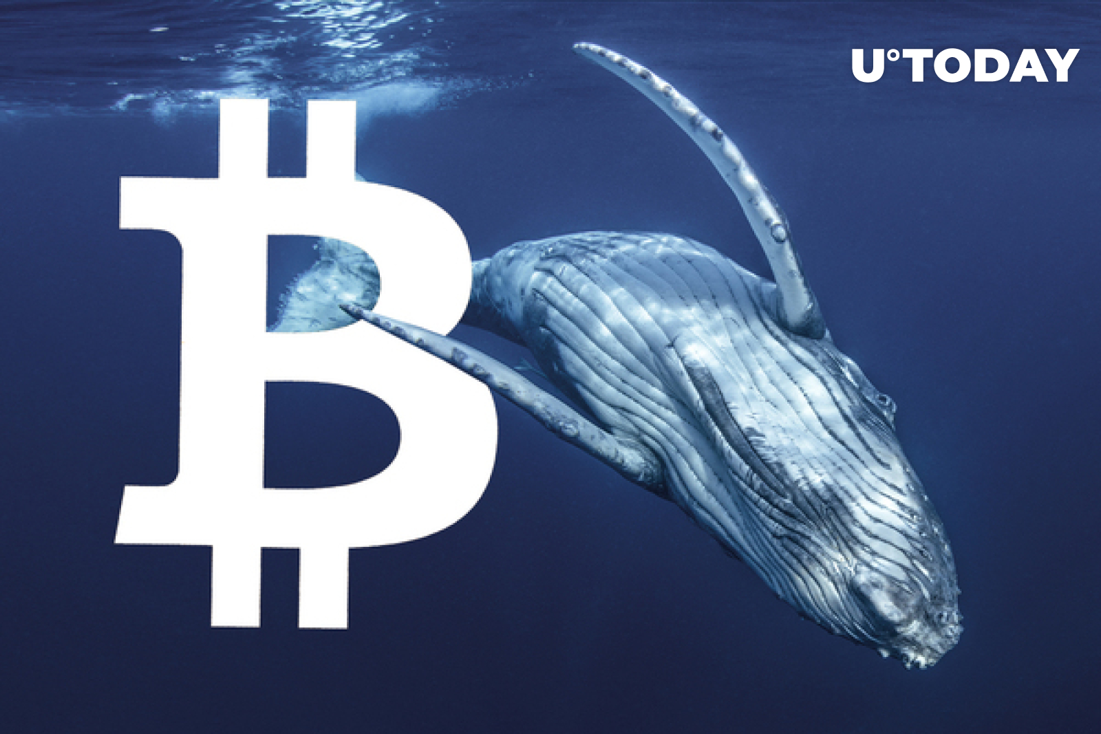 Whales and Institutions Hold onto Bitcoin Despite Correction: Santiment ...