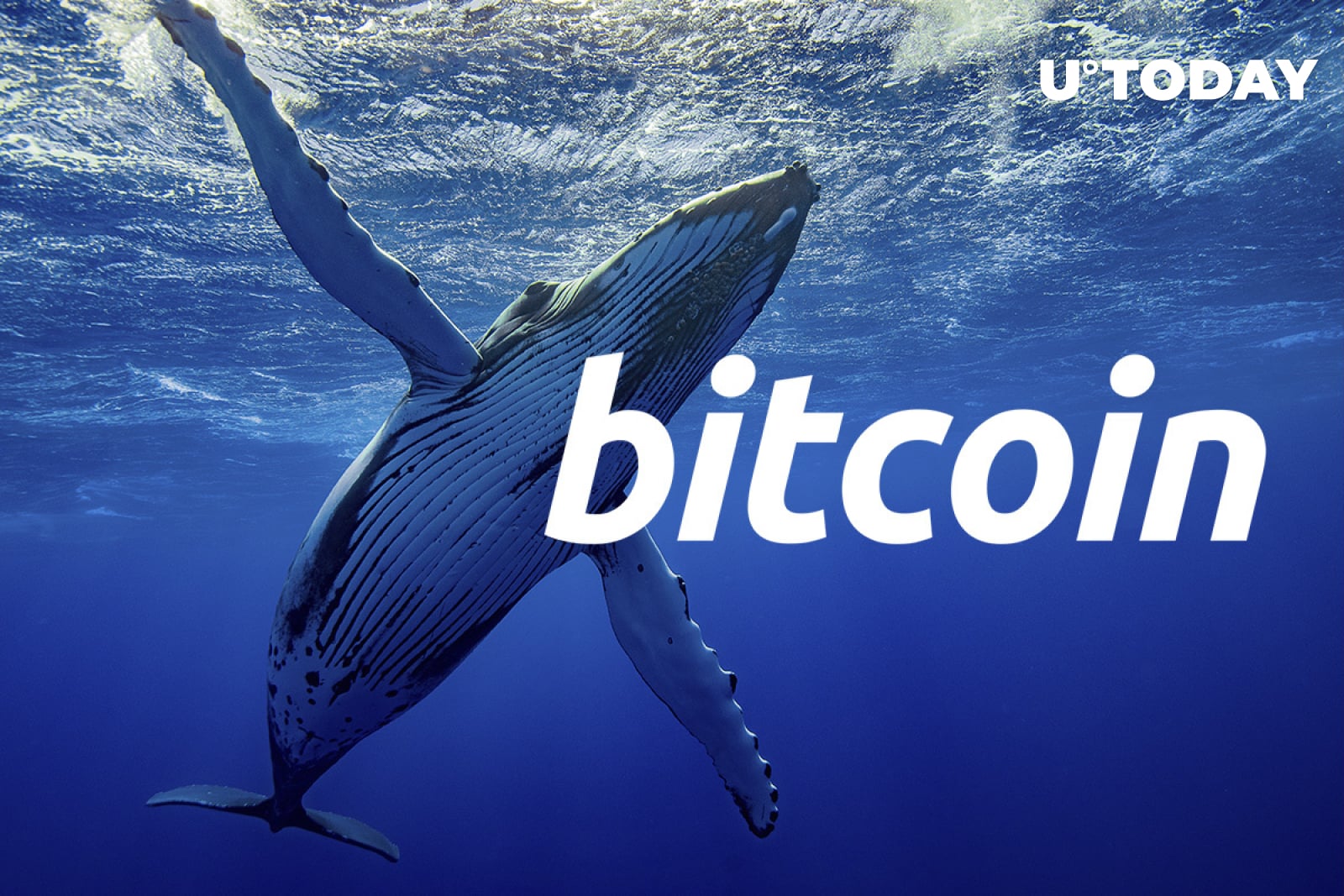 Whales Grabbing Bitcoin as 1k – 10k Wallet Supply Sees Sharp Rise ...