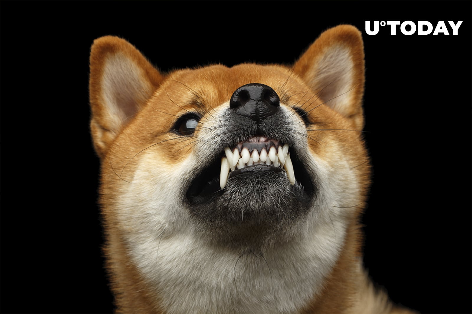 Angry Doge: Dogecoin Foundation's Lawyers Go After Copycat - U.Today