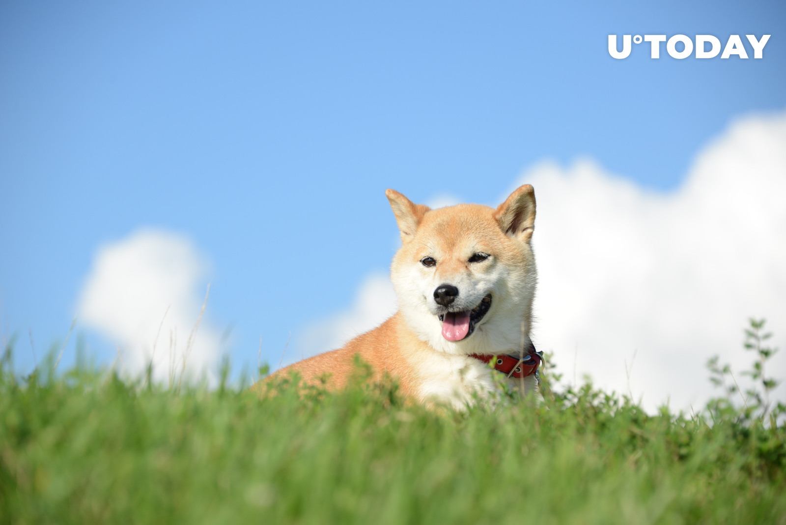 Elon Musk Sends Dogecoin Offshoot Soaring with Photo of His Dog - U.Today