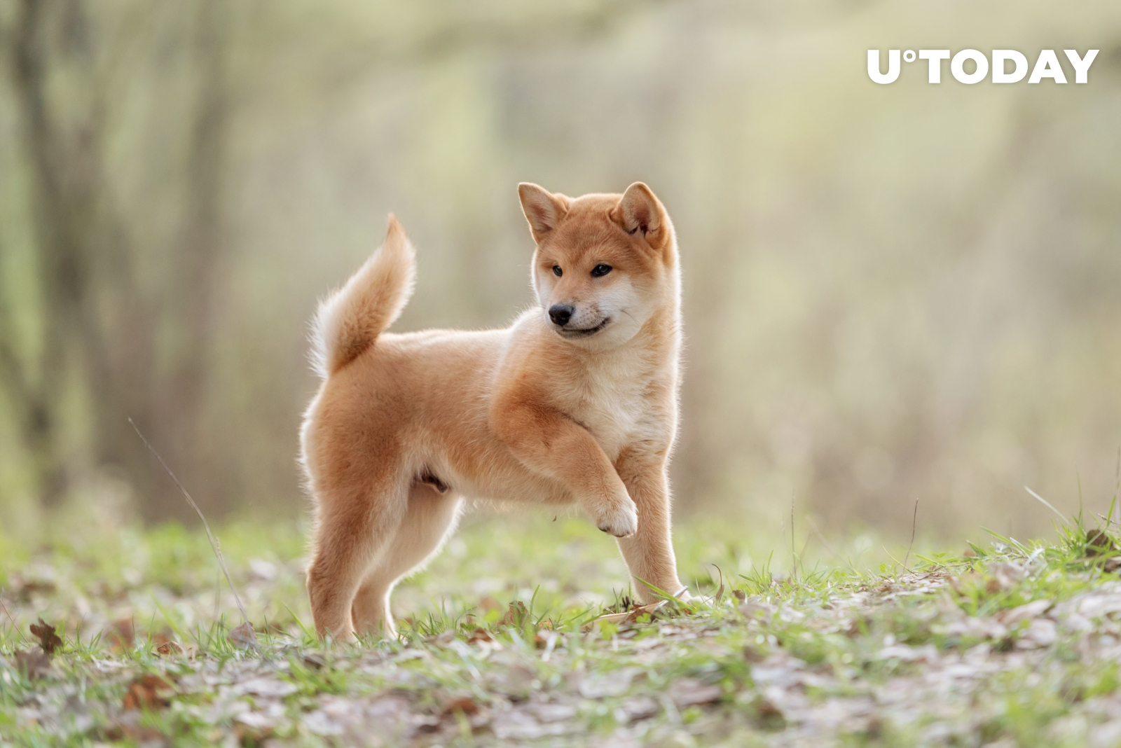 Shiba Inu Now Has More Twitter Followers Than Ethereum - U.Today