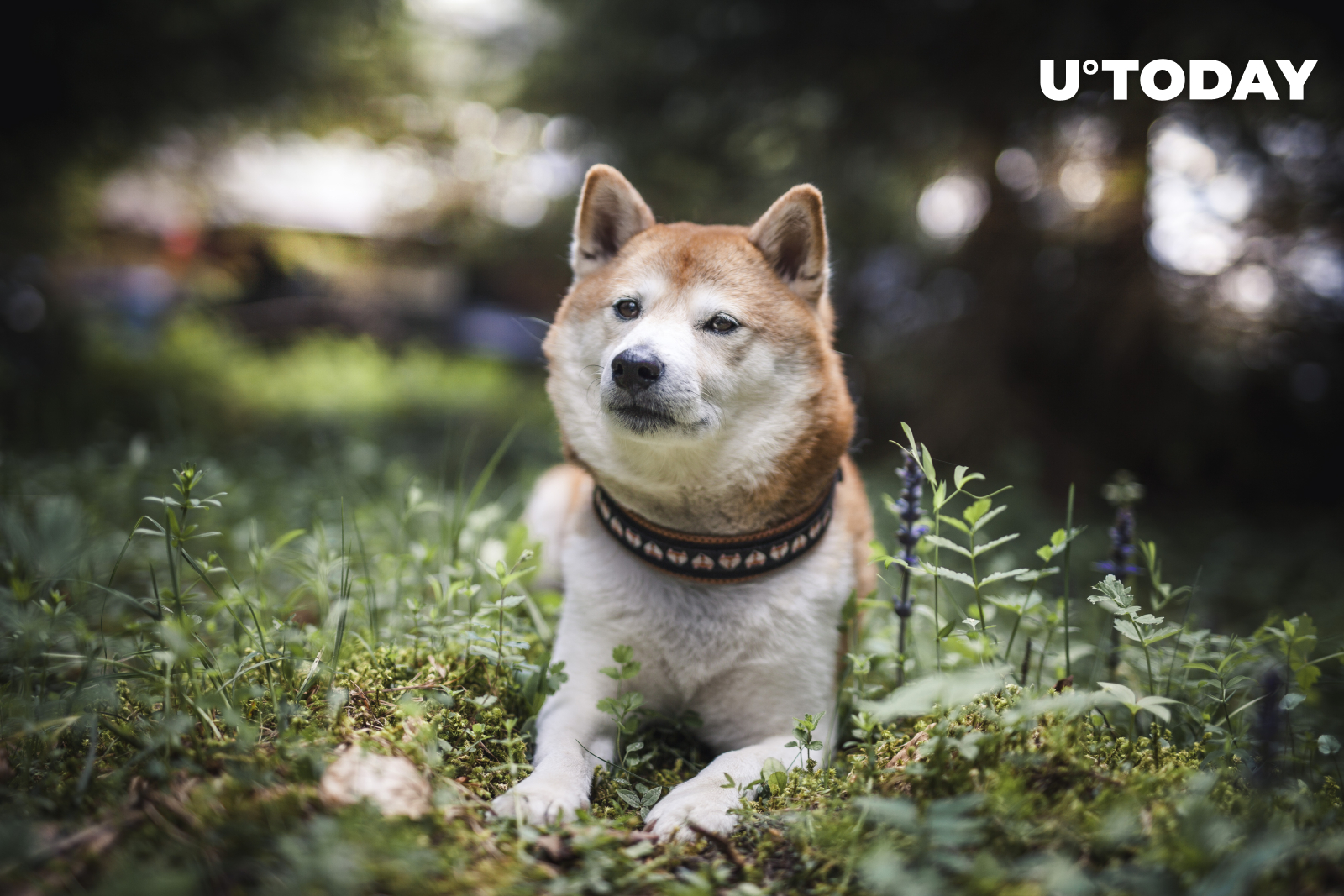 Shiba Inu Rival Floki Inu Scores Partnership with India's Most Followed Football Club