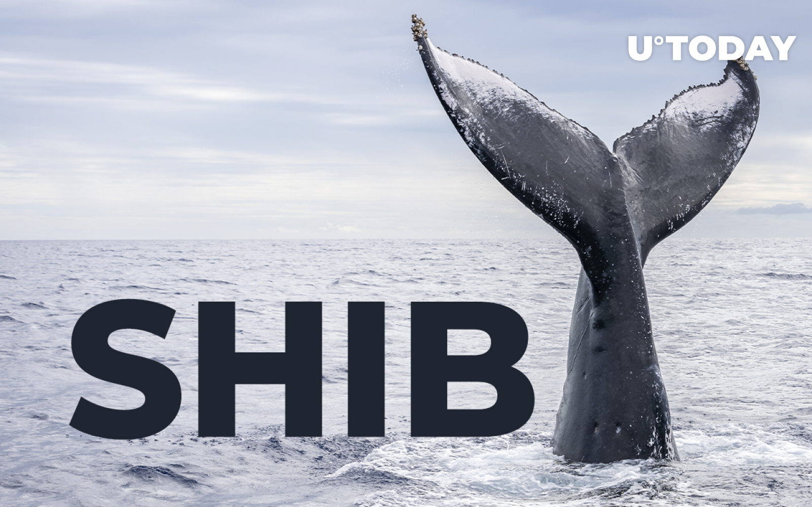 Shiba Inu Whales Hold 26% of Supply as Net Flow Rises by 176% - U.Today