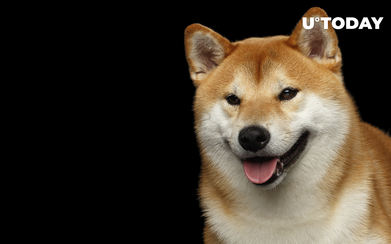 Shiba Inu Dev Teases Major NFT Partnership, What Could It Be This Time ...