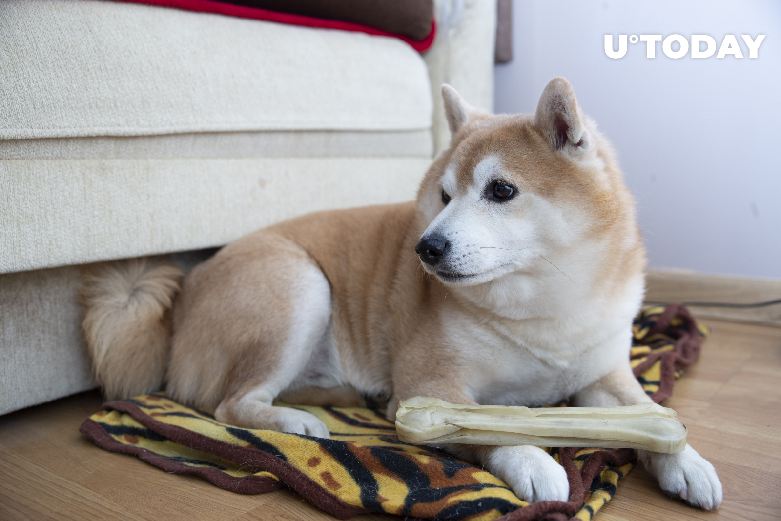 Bone ShibaSwap (BONE) Listed by MEXC Global - U.Today