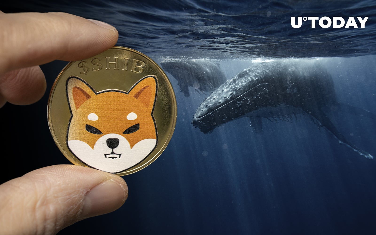 SHIB Whale Holding 35 Trillion Shiba Inu Adds to His Portfolio, Here's ...