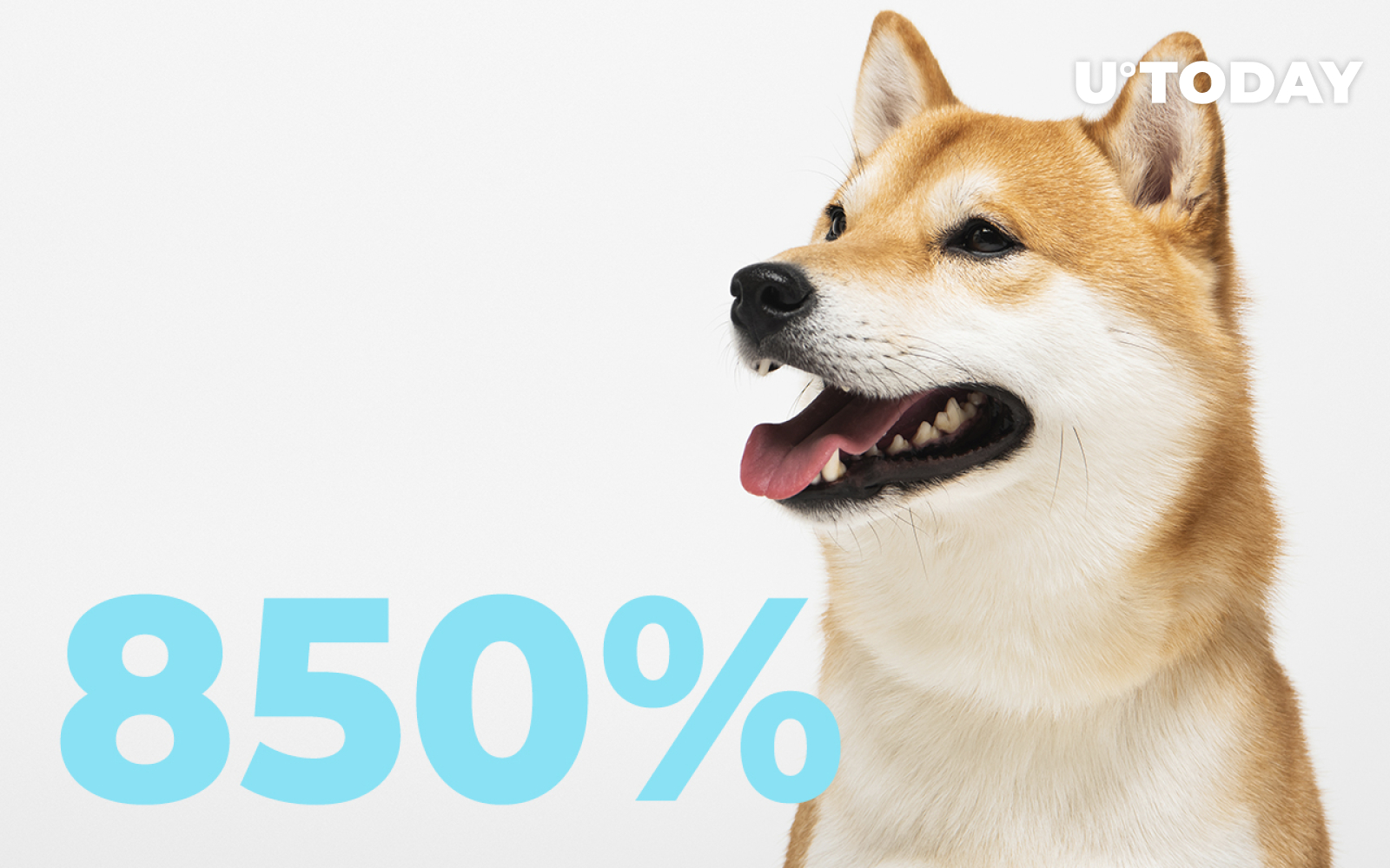 Shiba Inu's Net Flow Spikes 850%, Buying Power Returns to Markets - U.Today