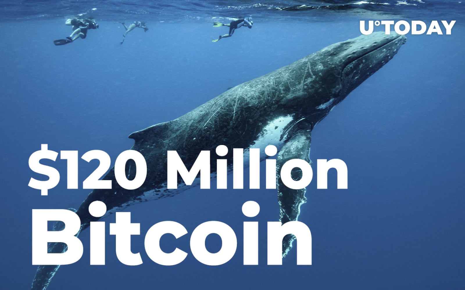 Anonymous Whale Suddenly Closes $120 Million Bitcoin Short on Market ...