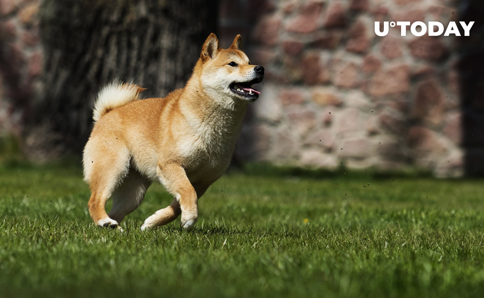 Shiba Inu's Metaverse Project Is Here. These Are the Top Features - U.Today