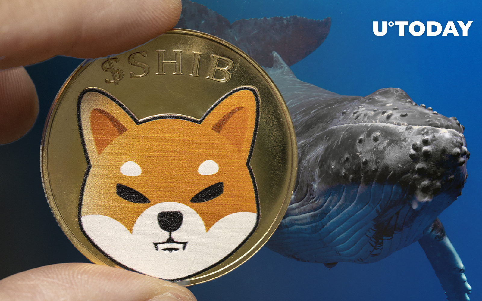 Whales Holding 1.19 Trillion SHIB Buy Trendy Coins, But This Investor ...