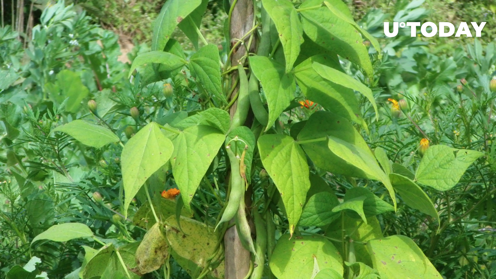 Beanstalk Suffers Massive Hack, BEAN Crashes to Zero