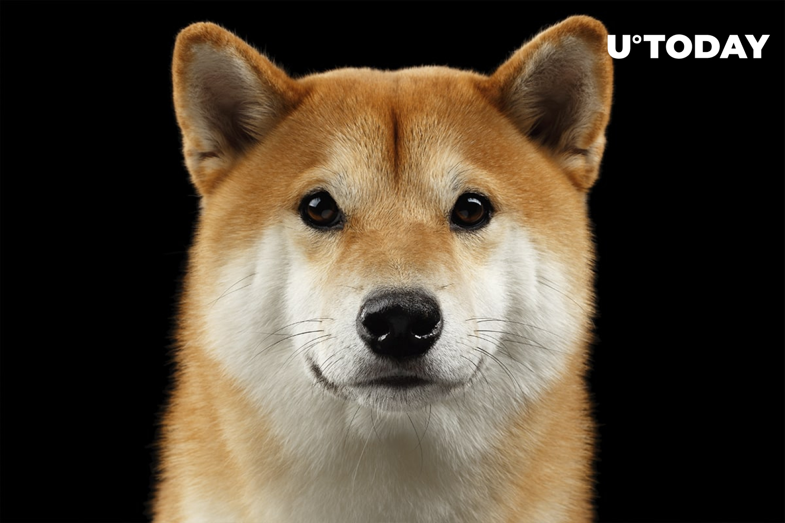 Shiba Inu Metaverse's Team Adds Former Technicolor Executive - U.Today