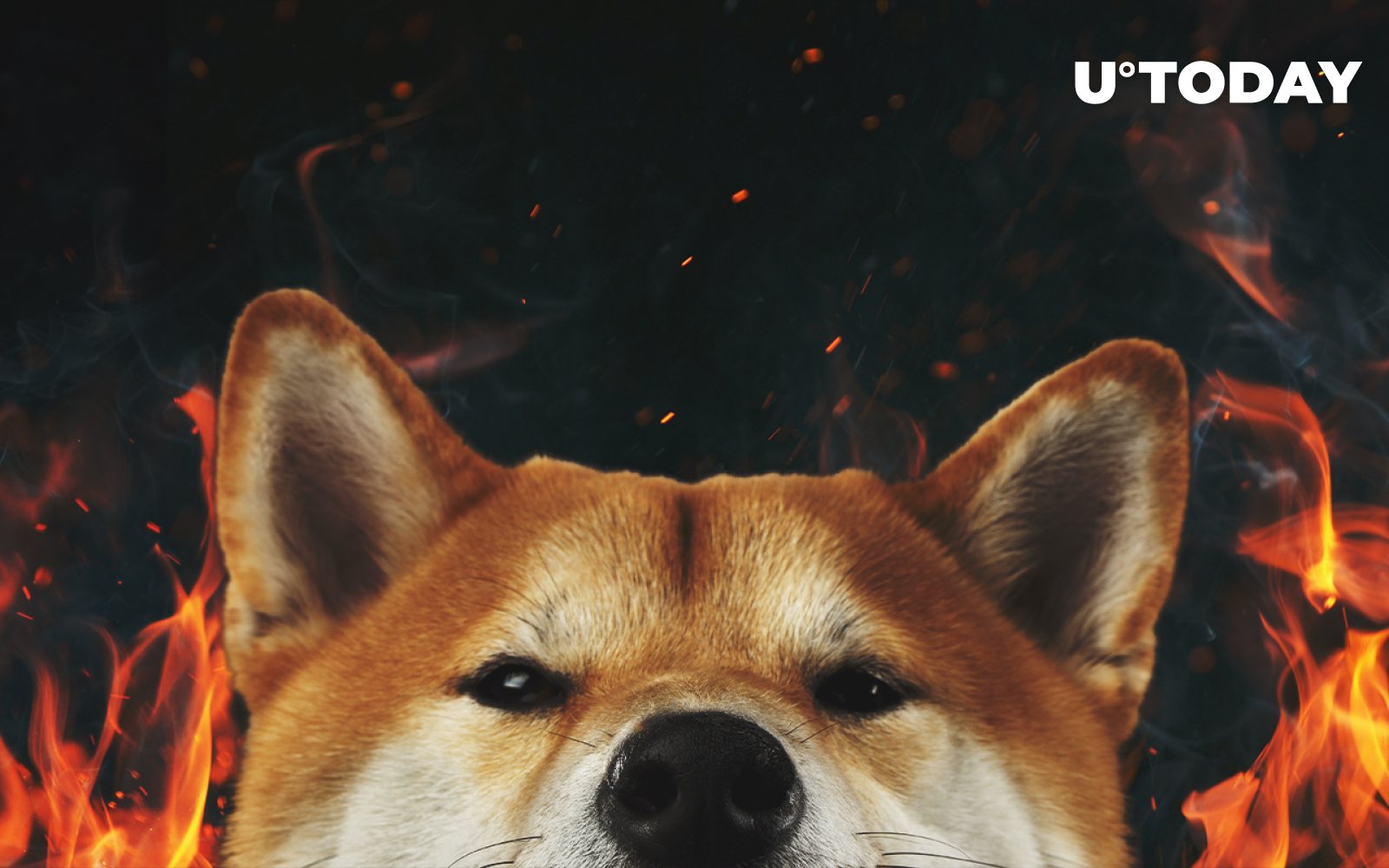 Here Is When Shiba Inu Burn Portal Rewards Might Be Shared: Details - U ...